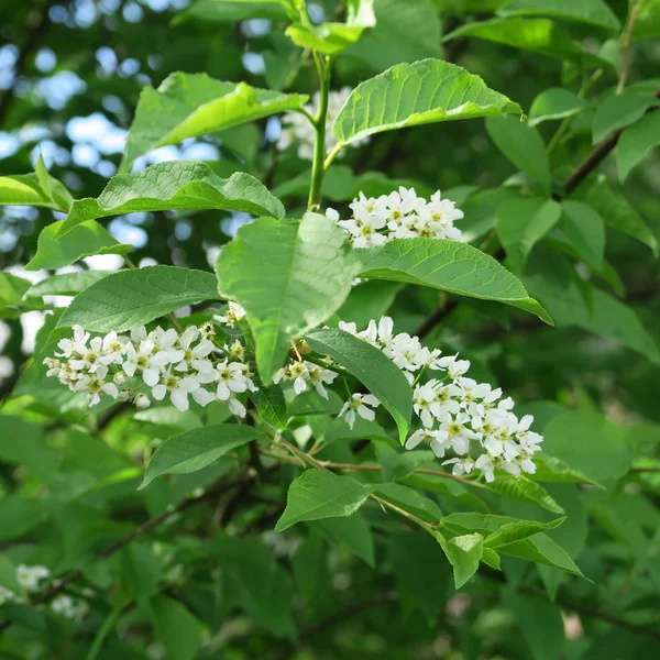 Fallopia multiflora Stock Photos, Royalty Free Fallopia multiflora ...