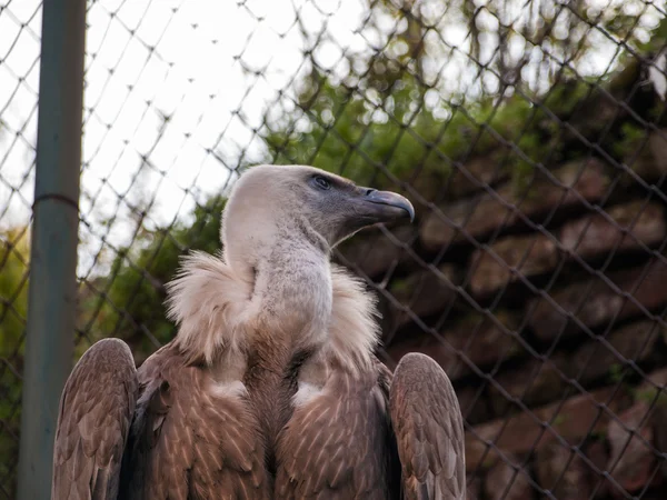 Cape griffon vulture Stock Photos, Royalty Free Cape griffon vulture ...
