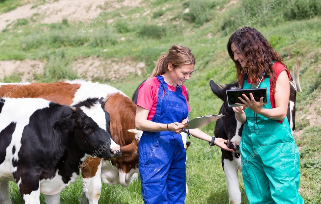 Veterinary on a farm Stock Photo by ©edu1971 72641911