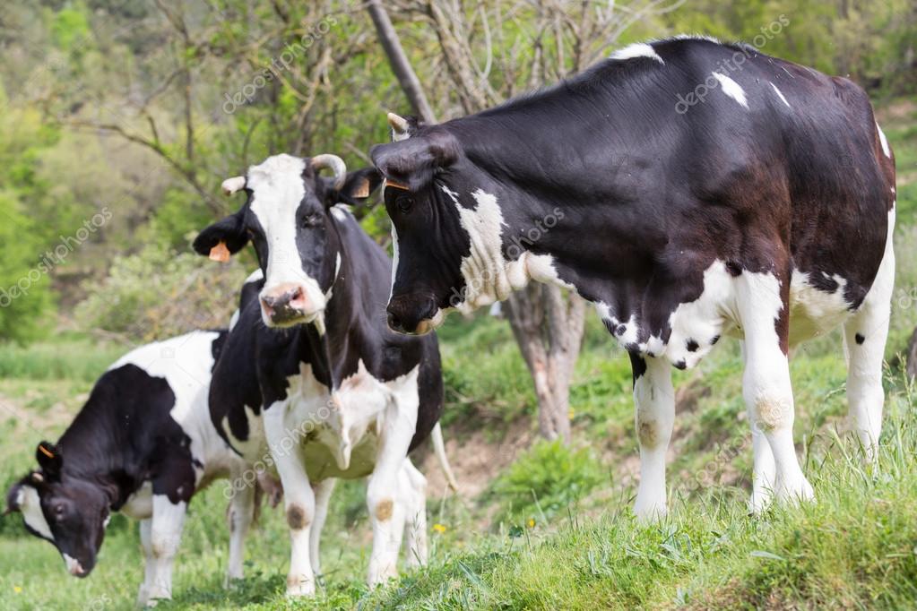 Friesian cow — Stock Photo © edu1971 #72848733