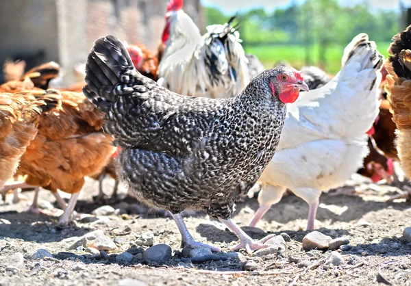 Country chickens Pictures, Country chickens Stock Photos & Images ...