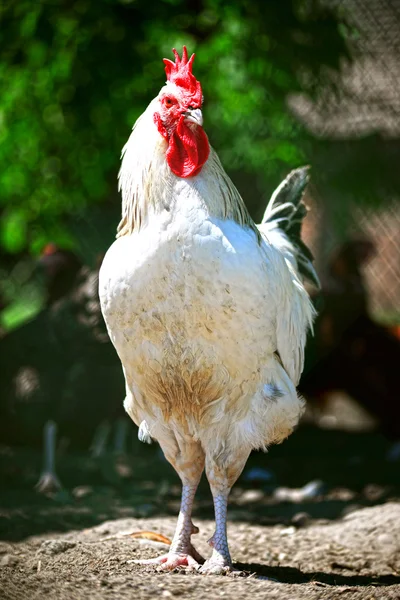 Rooster on traditional free range poultry farm - Stock Image - Everypixel