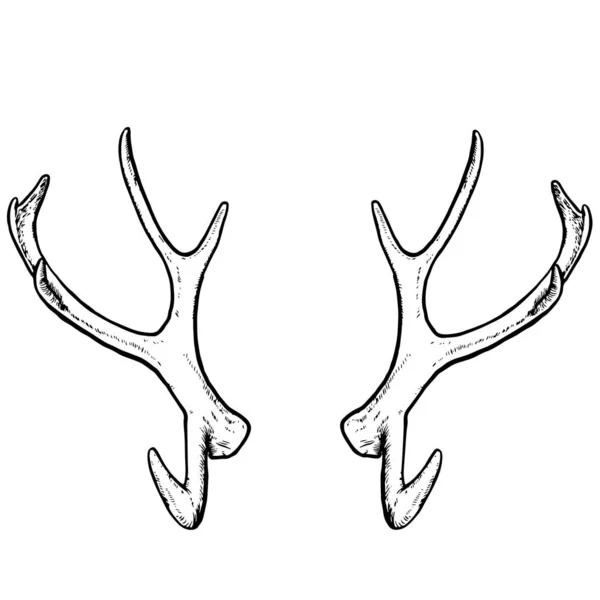 Deer Antlers Drawing