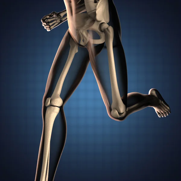 Human radiography scan with bones - Stock Image - Everypixel