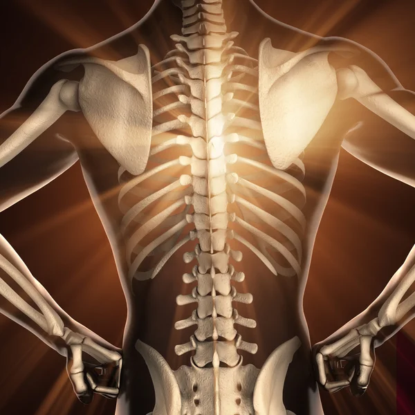 Human lower back anatomy model — Stock Photo © AnatomyInsider #148796555 Human lower back anatomy model — Stock Photo © AnatomyInsider #148796555