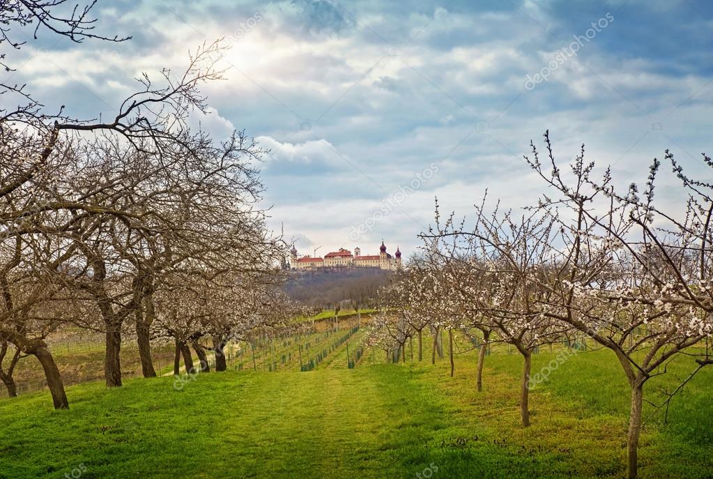 Landscape with apricot trees Stock Photo by ©Elena Schweitzer 98711780