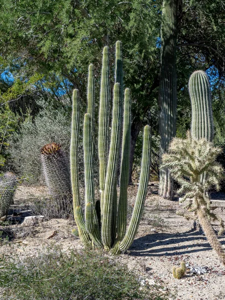 Various cactus varieties from north American locales — Stock Photo ...