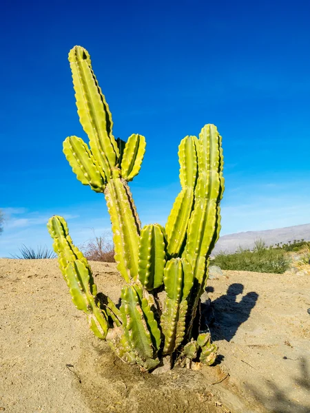 Various cactus varieties from north American locales — Stock Photo ...