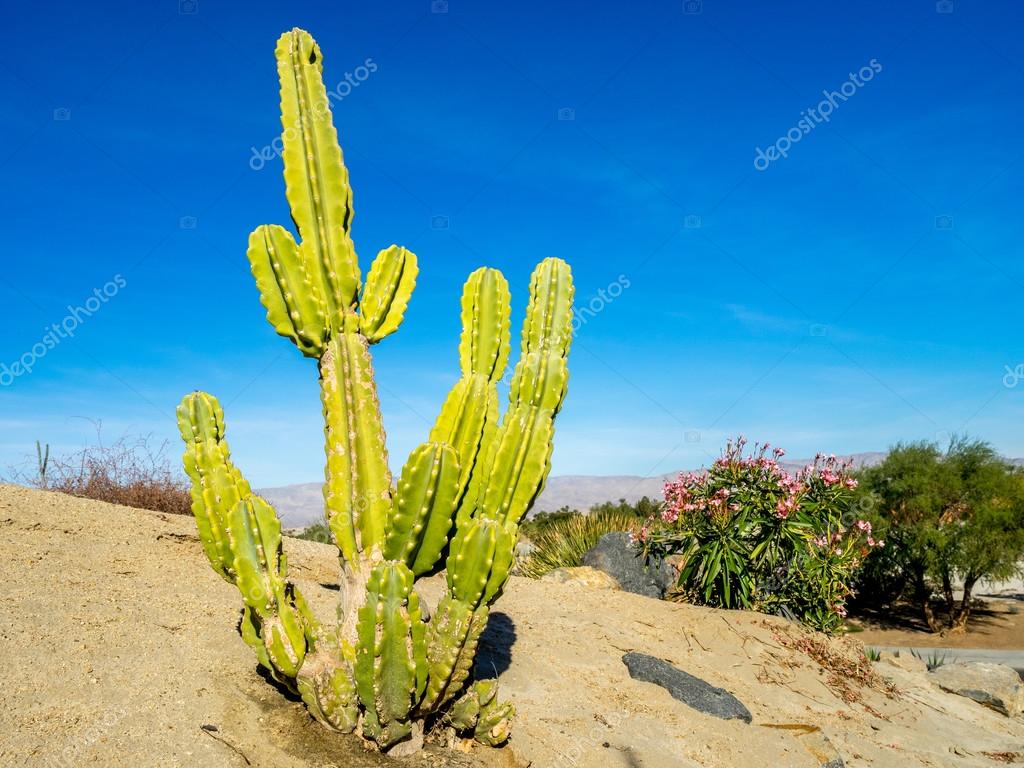 Various cactus varieties from north American locales — Stock Photo ...