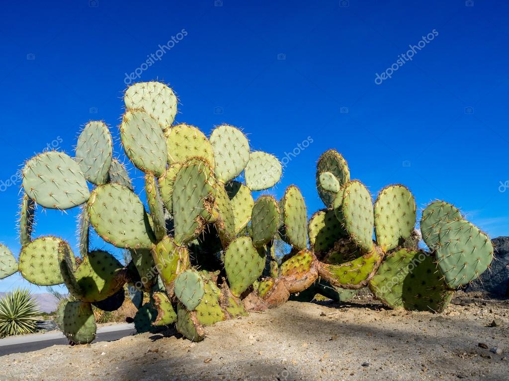 Various cactus varieties from north American locales Stock Photo by ...
