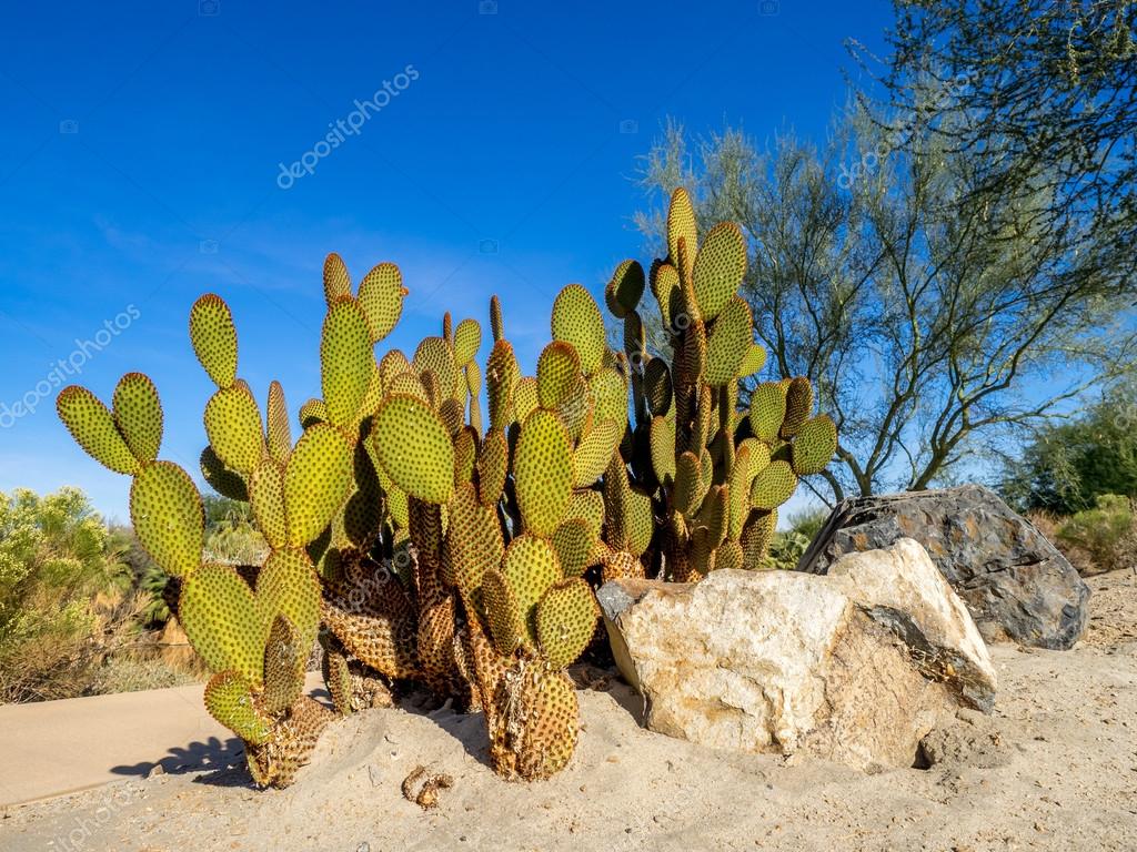 Various cactus varieties from north American locales — Stock Photo ...