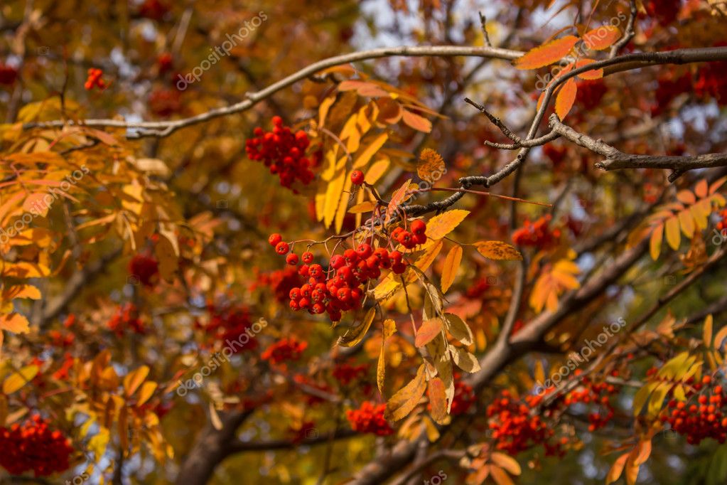 Rowan tree with yellow leaves — Stock Photo © AlenaSidorova #115510858