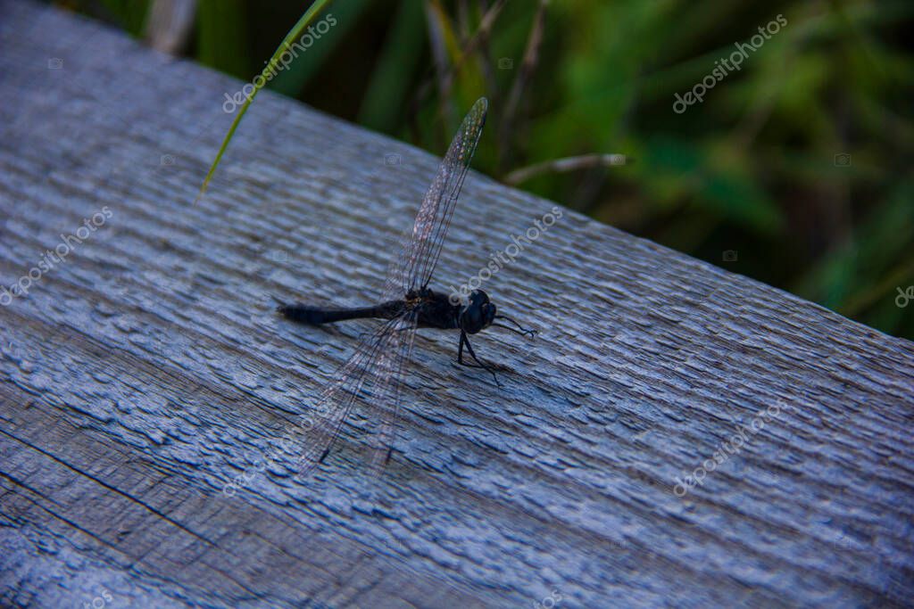 Libélula negra en una cubierta de madera. Refugio de Vida Silvestre ...