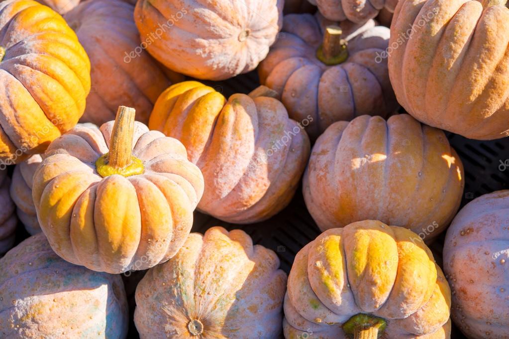 Cucurbita moschata Stock Photo by ©dar19.30 56170491