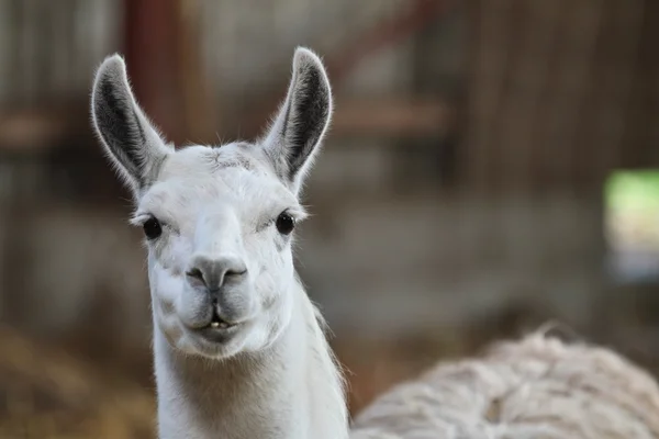 White Llama (Lama glama) — Stock Photo © DennisJacobsen #51544295