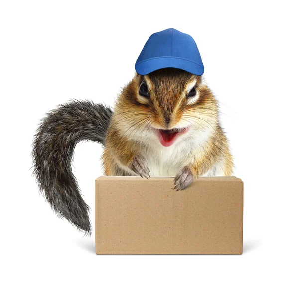 Chipmunk Stock Photos, Royalty Free Chipmunk Images | Depositphotos