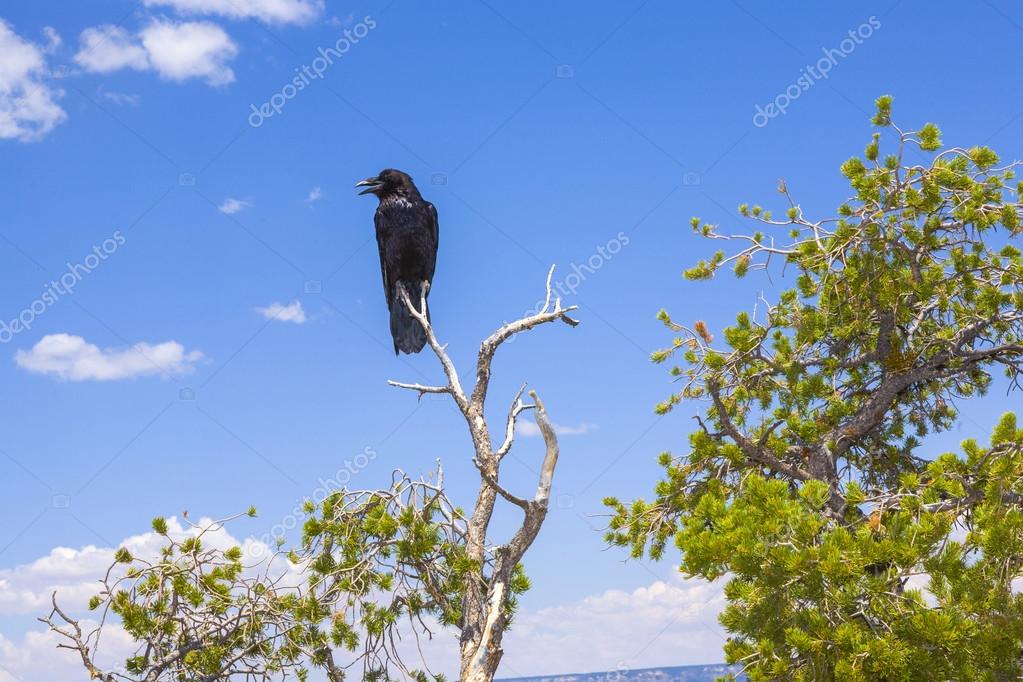 Raven at a tree at grand canyon Stock Photo by ©Hackman 55926001