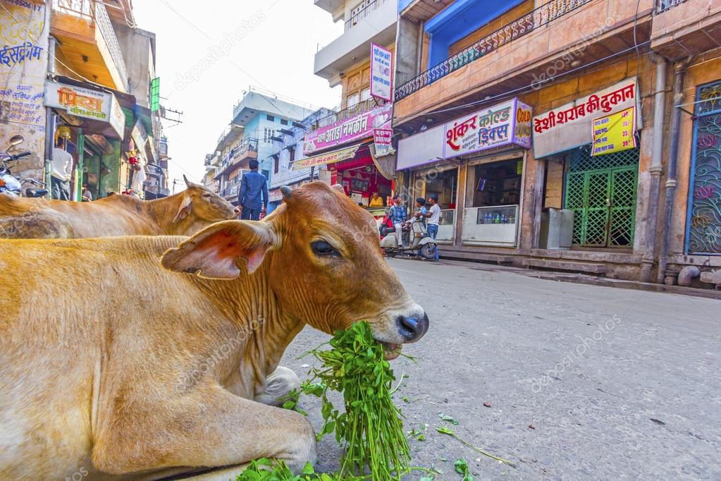 Indian cow eating vegetables and bread in the morning – Stock Editorial ...