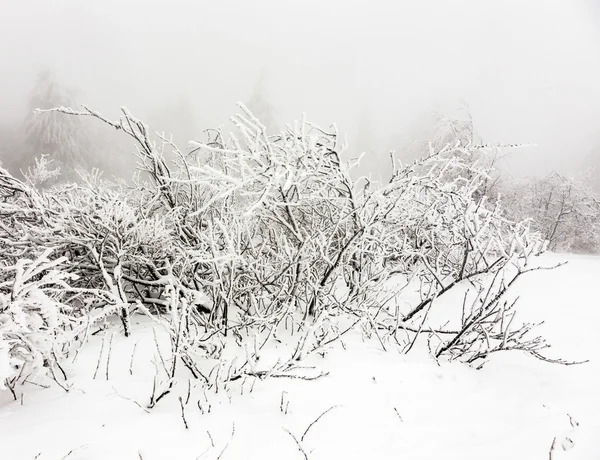 Галес Stock Photos, Royalty Free Галес Images | Depositphotos