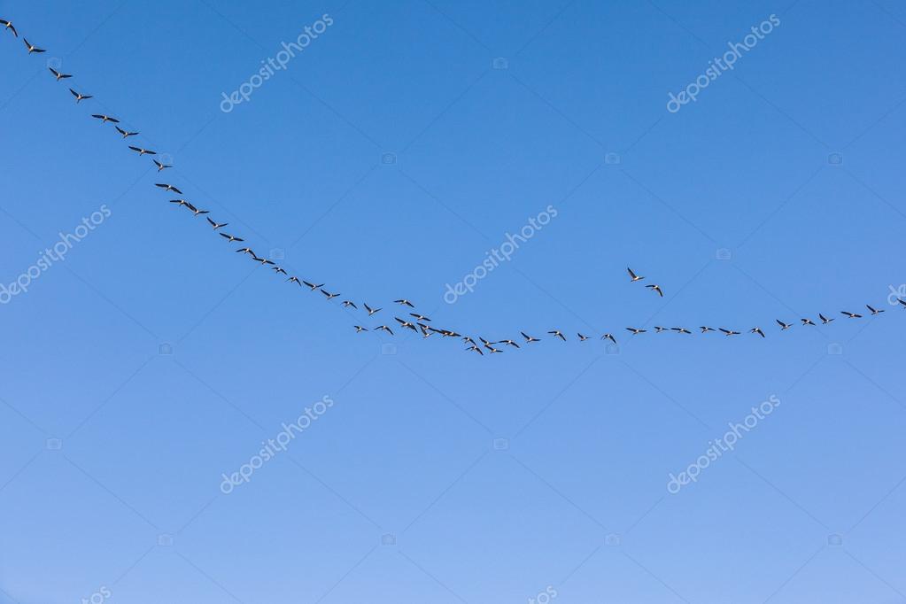 Migrant bird in the sky — Stock Photo © Hackman #98660020