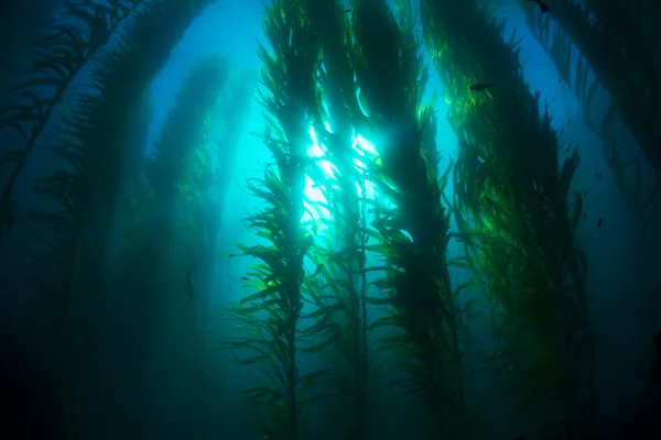 Kelp Forest Hd