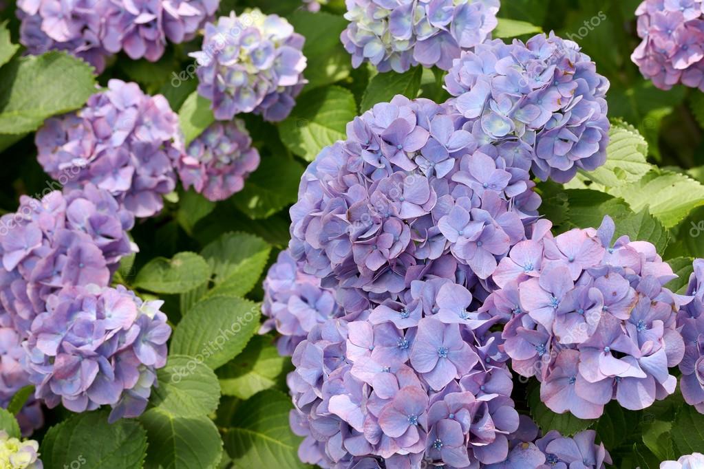 Pictures Of Hydronium Flowers | Best Flower Site