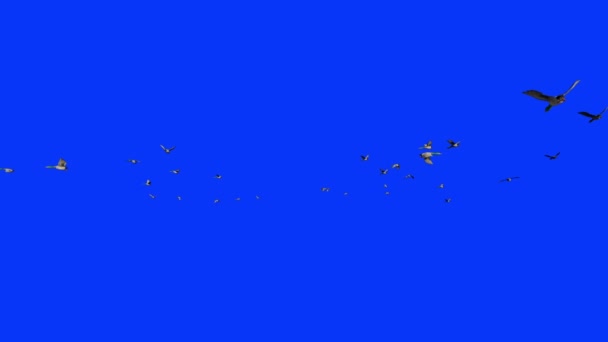 1,384 vídeos de Patos volando, metraje de Patos volando sin royalties ...