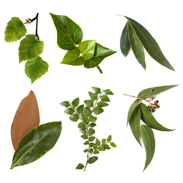 Gumleaf Clipart Of Children