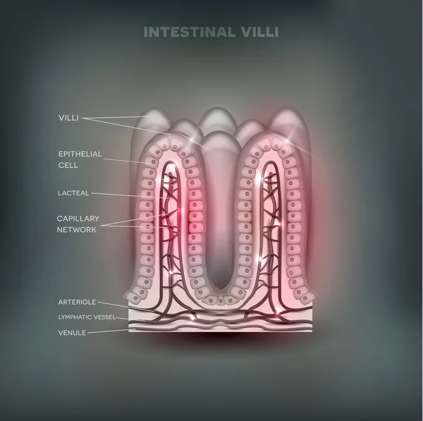 132 Intestinal villi Vector Images, Intestinal villi Illustrations ...