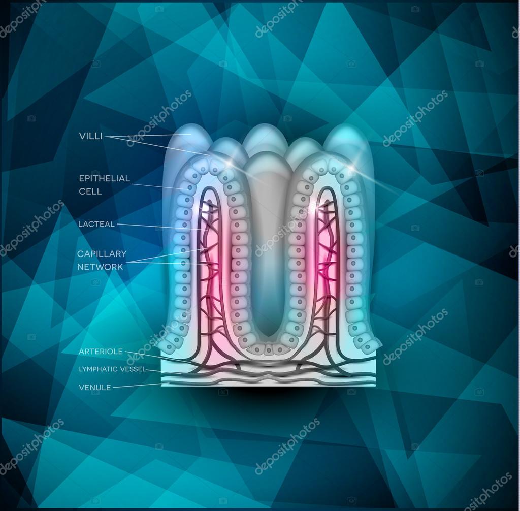 Intestinal villi background Stock Vector Image by ©megija #102074298