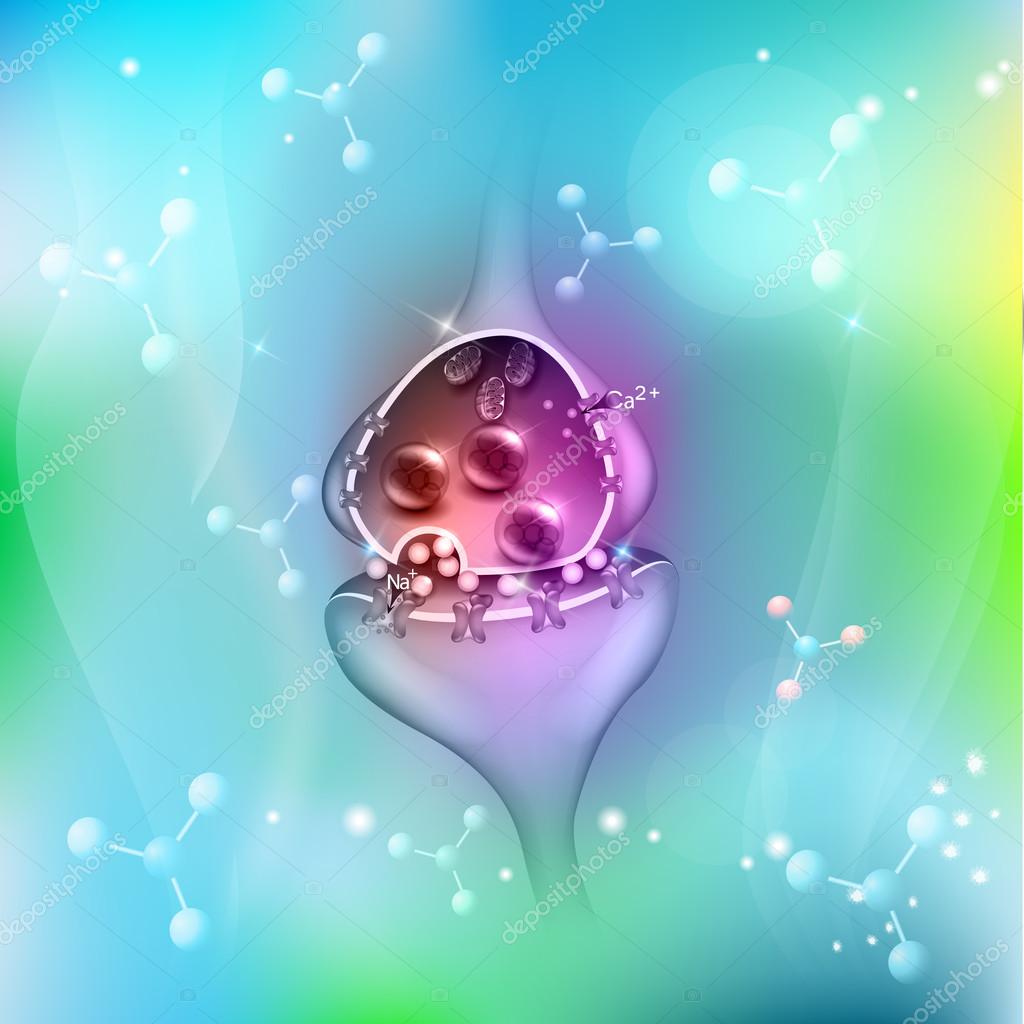 Synapse detailed anatomy Stock Vector Image by ©megija #103934270 Synapse detailed anatomy Stock Vector Image by ©megija #103934270