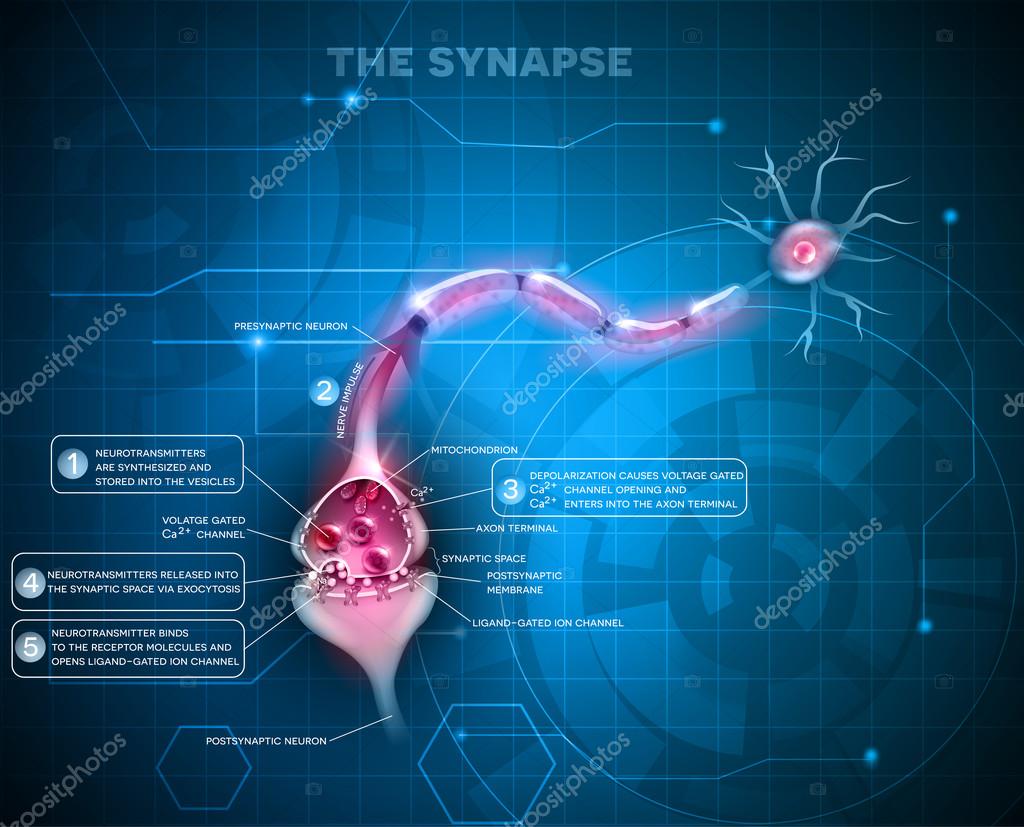 Synapse detailed anatomy Stock Vector by ©megija 103934272