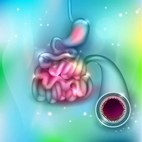 Intestine Vector Art Stock Images | Depositphotos