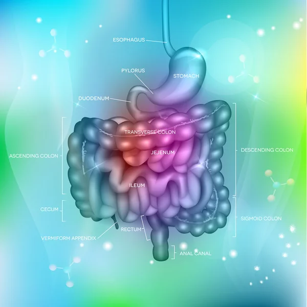 ᐈ Digestive system stock backgrounds, Royalty Free gastrointestinal ...