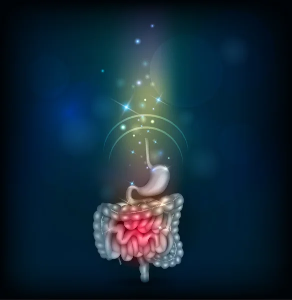 ᐈ Digestive system stock backgrounds, Royalty Free gastrointestinal ...