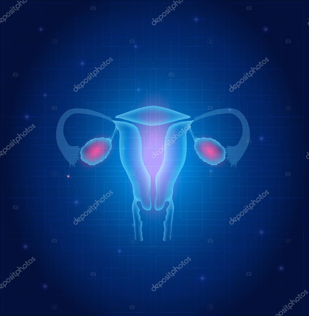 Uterus and ovaries anatomy blue background Stock Vector Image by ...