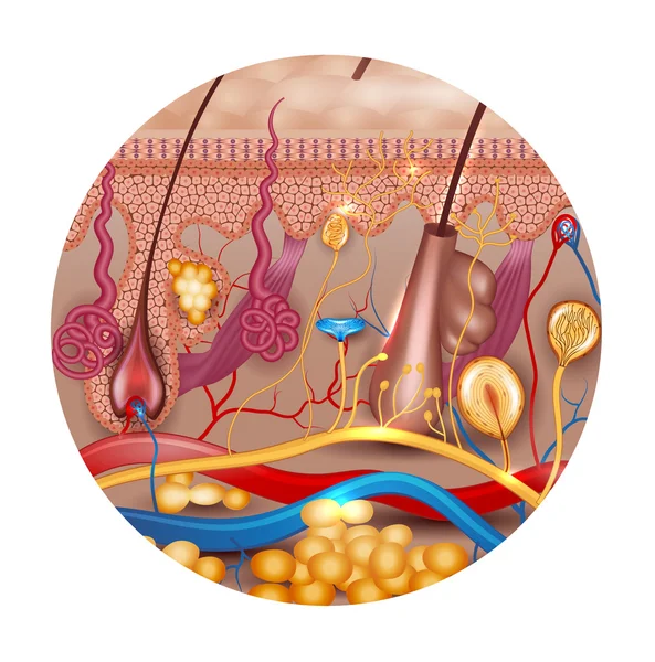 181 皮膚腺 Vector Images | Depositphotos
