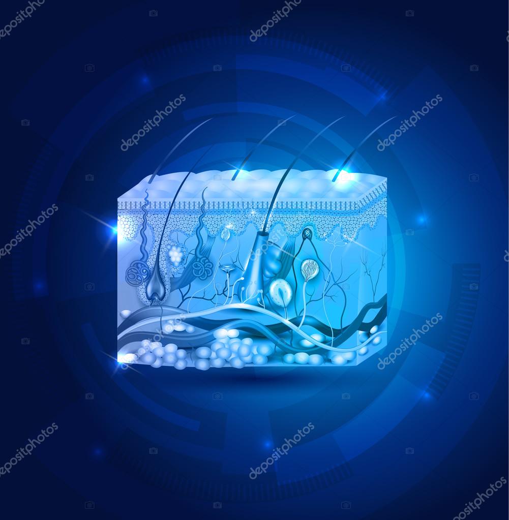 Skin anatomy abstract blue background Stock Vector Image by ©megija ...