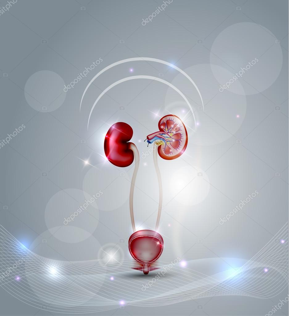 Urinary bladder and kidneys — Stock Vector © megija #88933734 Urinary bladder and kidneys — Stock Vector © megija #88933734