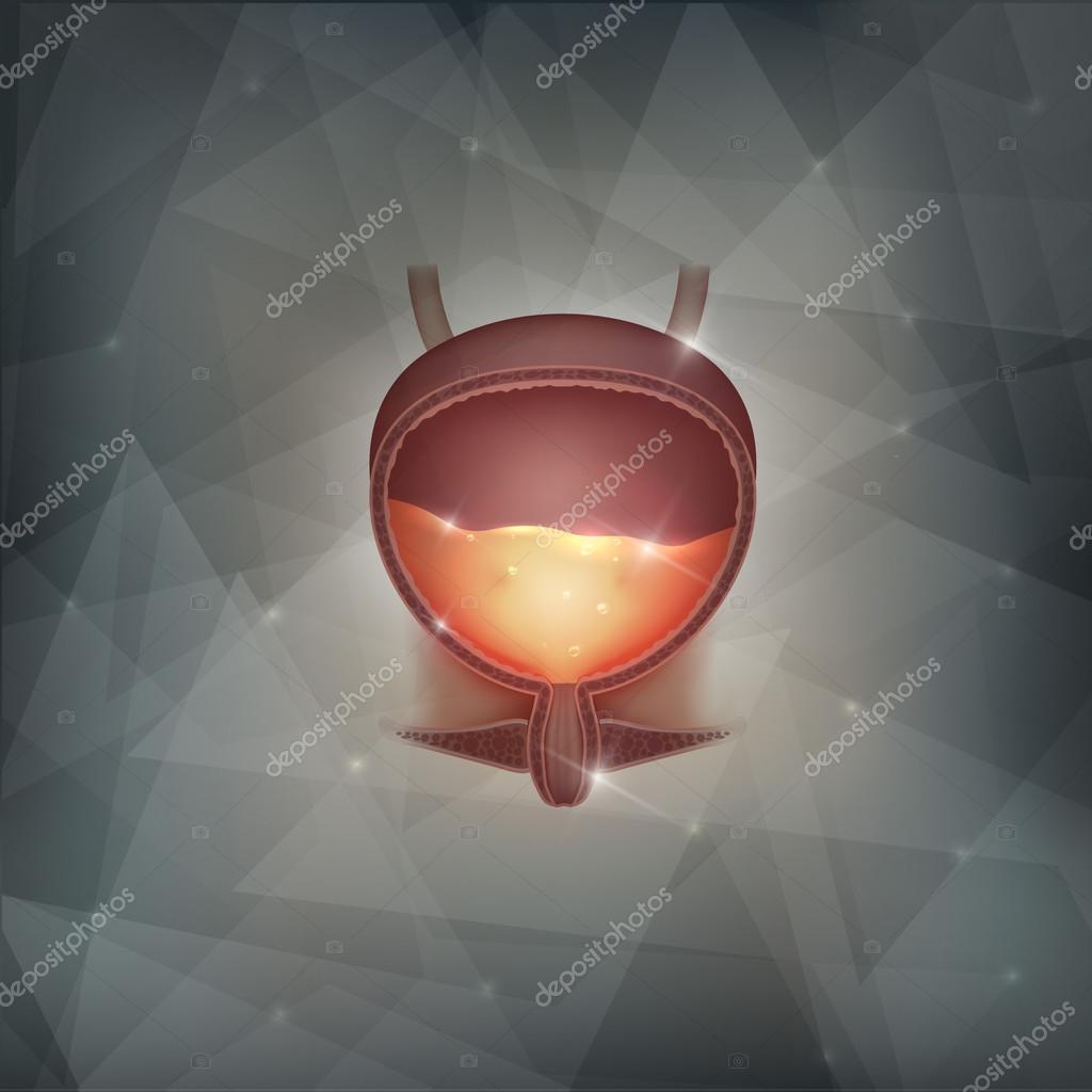 Urinary bladder abstract background Stock Vector Image by ©megija #94380850