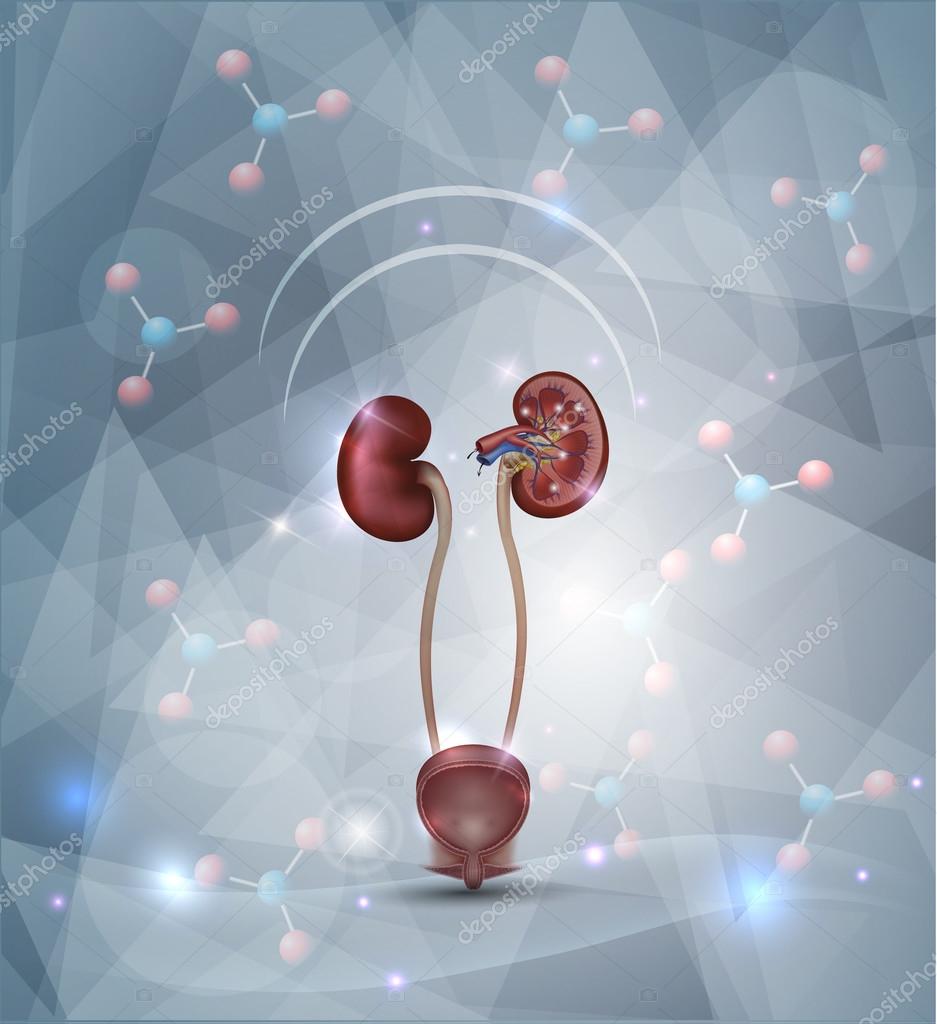 Kidney protection abstract design Stock Vector by ©megija 97992832