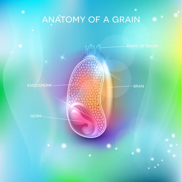 Grain anatomy on a beautiful background Stock Vector Image by ©megija ...