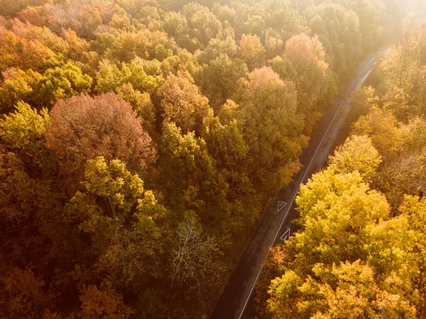 Autumn forest drone aerial shot, Overhead view of foliage trees and road. - Stock Image - Everypixel