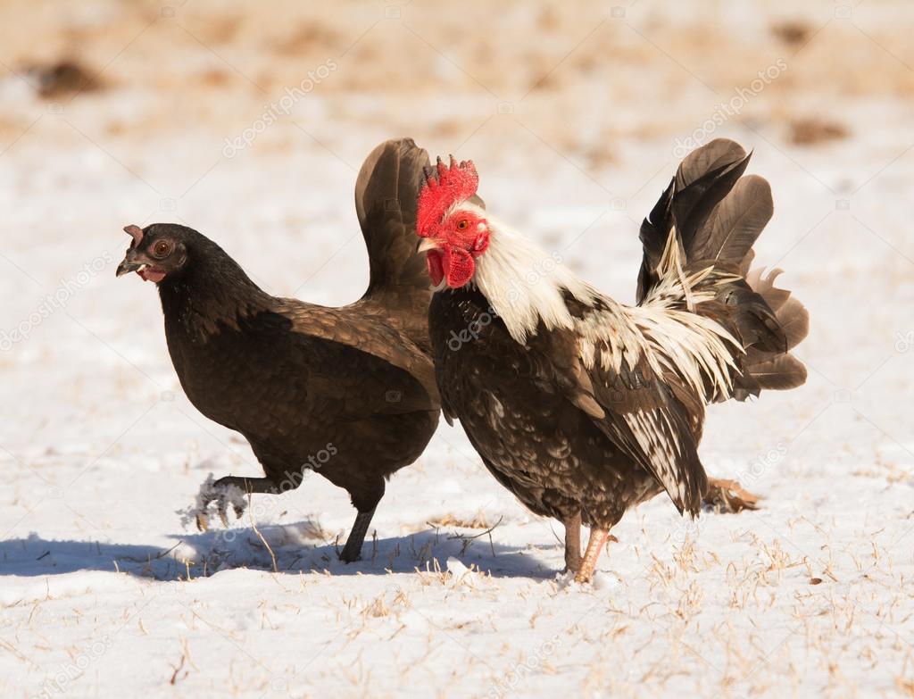 Bantam rooster and hen walking in snow in bright sunshine Stock Photo ...