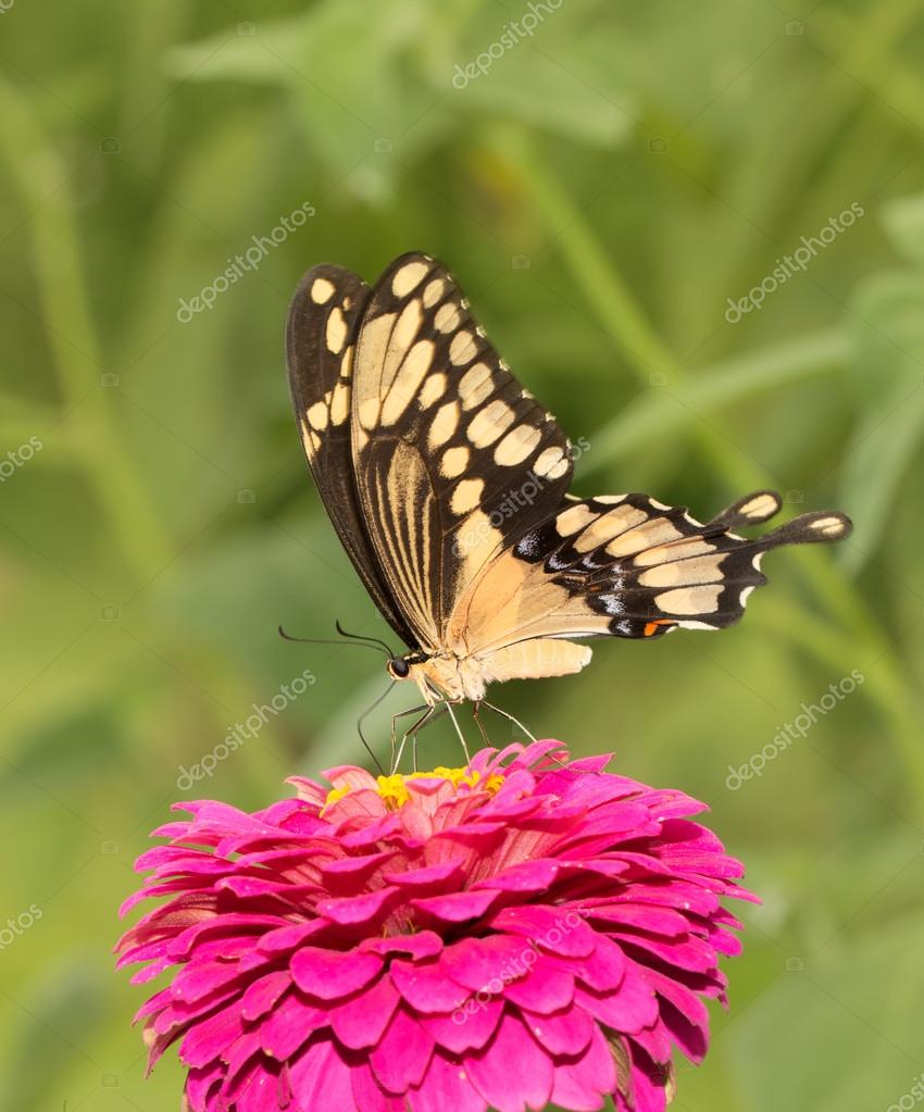Colorful Giant Swallowtail on a dark pink Zinnia flower Stock Photo by ...