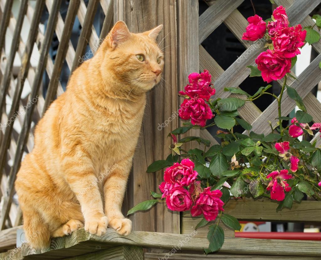 Orange tabby cat sitting on the outside of a wooden lattice railing ...