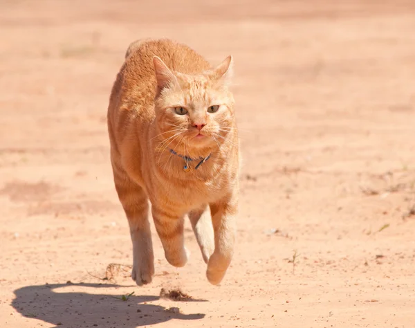 Beautiful orange tabby cat in sunshine against red dirt Stock Photo by ...