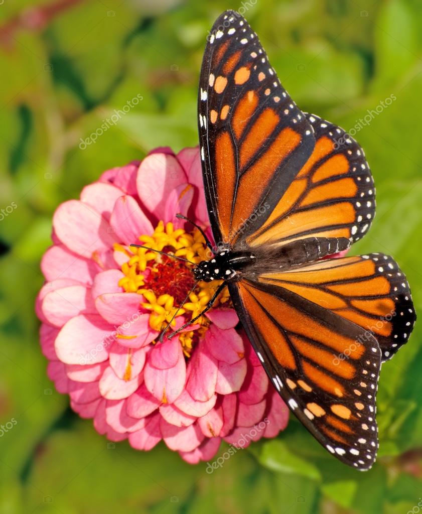 Female Monarch Butterfly
