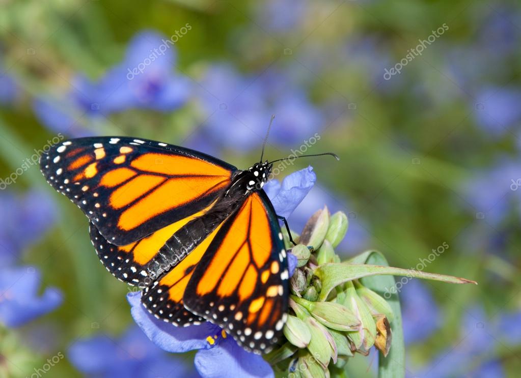 Monarch Butterflies On Blue Flowers