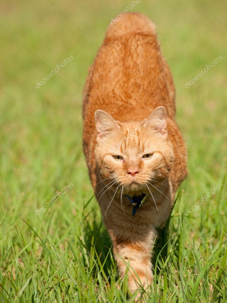 Orange tabby cat running towards the viewer — Stock Photo © okiepony ...